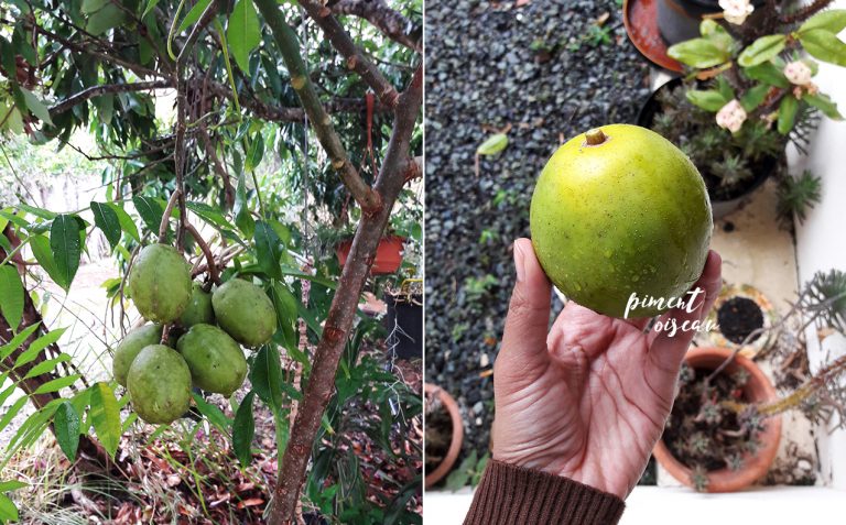 Rougail de pomme-cythère – PIMENT OISEAU
